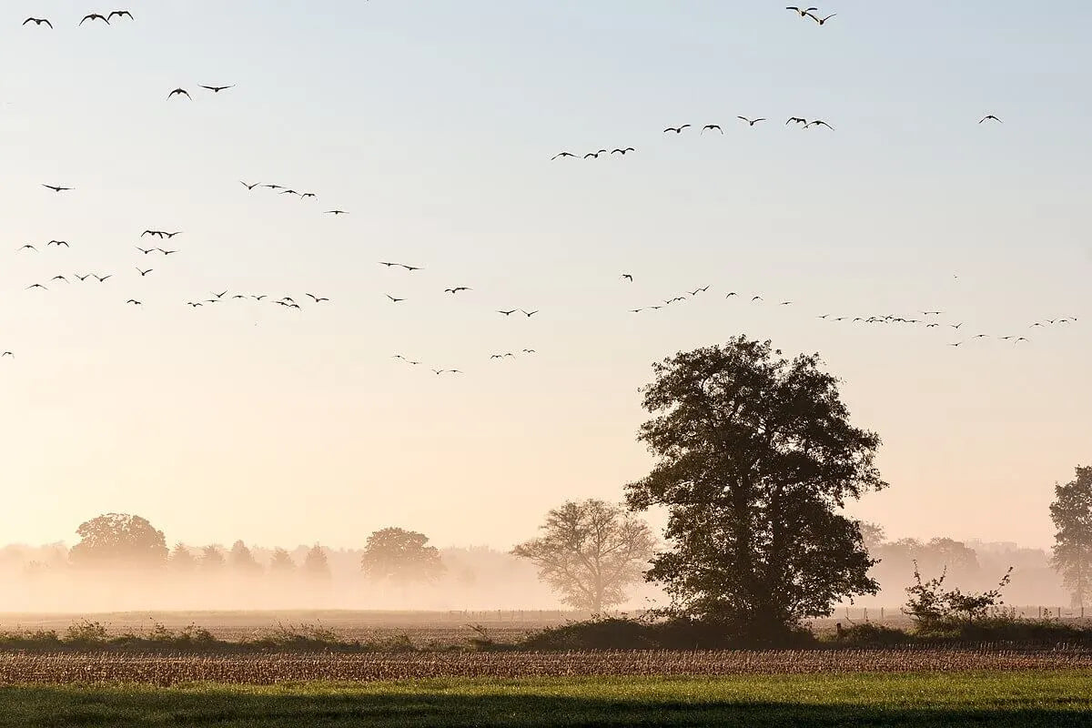 A Buyer’s Guide to Canadian Goose Down: Quality, Ethics, and Long-Term